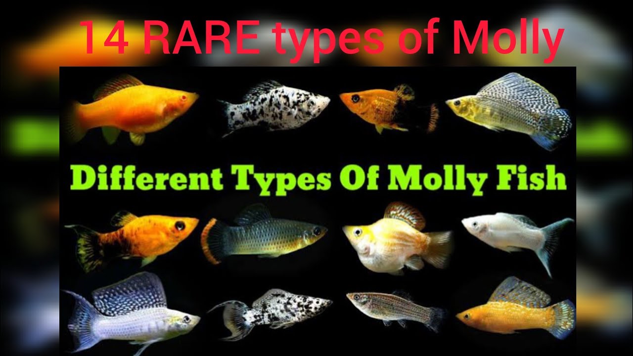 Different Types Of Molly ll Types of Molly fish ll molly fish types ...