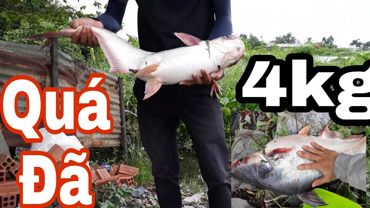 #1 Câu Cá Sông Cầu Rạch Tra - Bất Ngờ Lên Cá Khủng // Cần Câu và Con ...