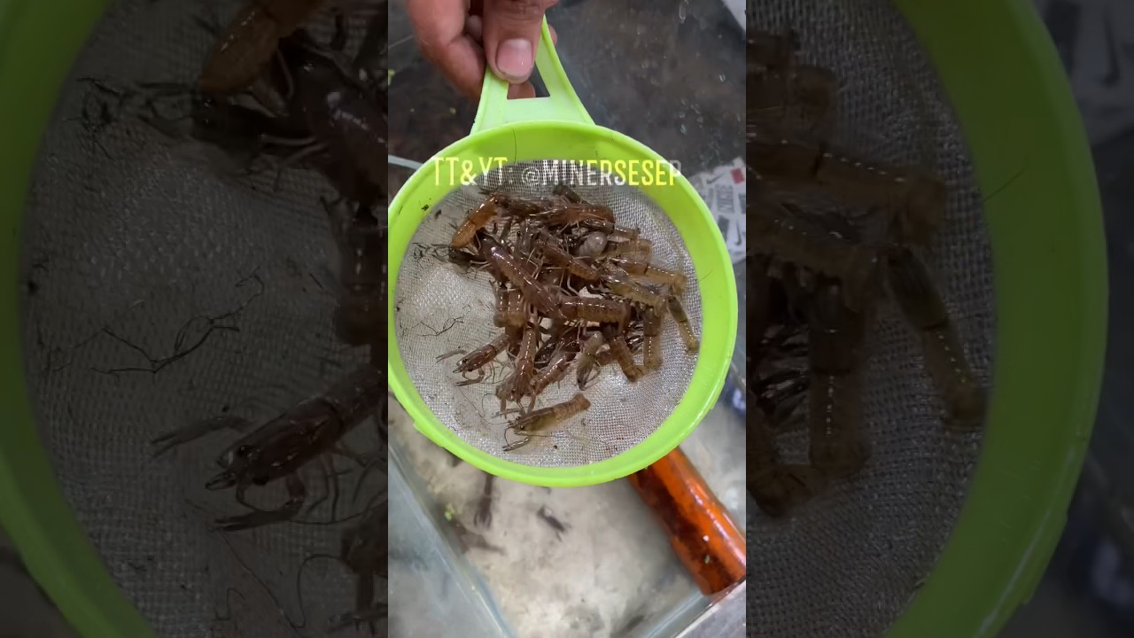 Get your Australian Redclaw Craylings now!!! #freshwaterlobster # ...