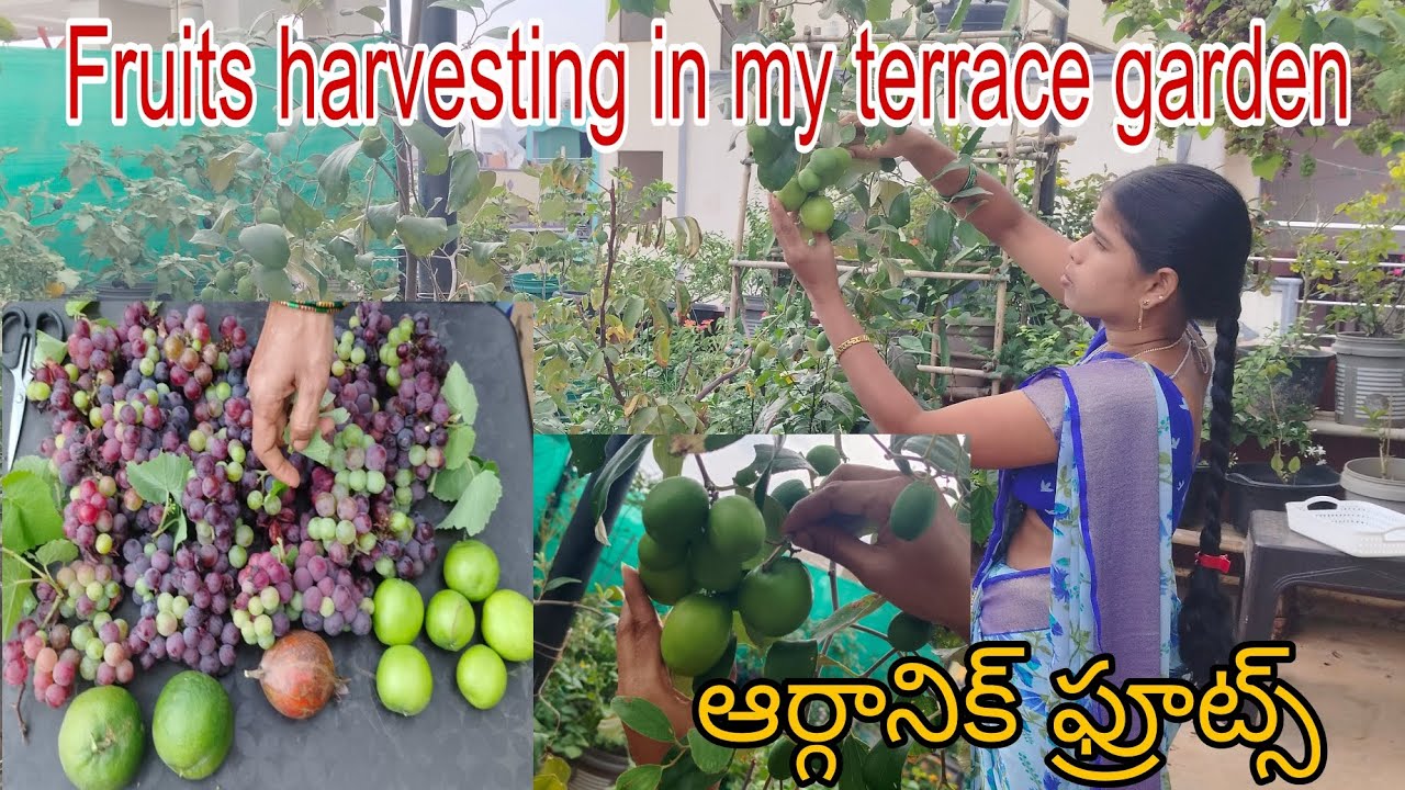 Fruits Harvesting in my terrace garden! ఆర్గానిక్ ప్రూట్స్ - YouTube