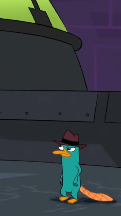 I Post Video With Perry The Platypus Every Dayday 111perrytheplatypus