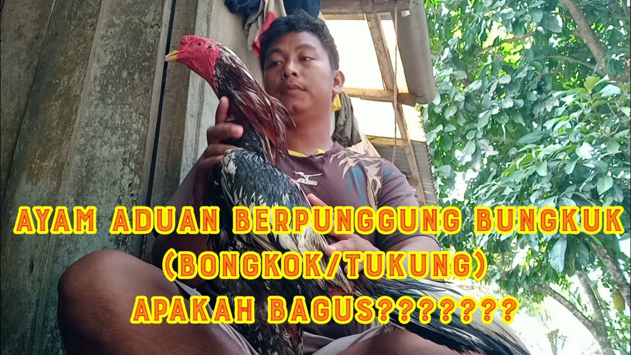 AYAM BANGKOK PUNGGUNG BUNGKUK APA BAGUS INI PENJELASANYA ...
