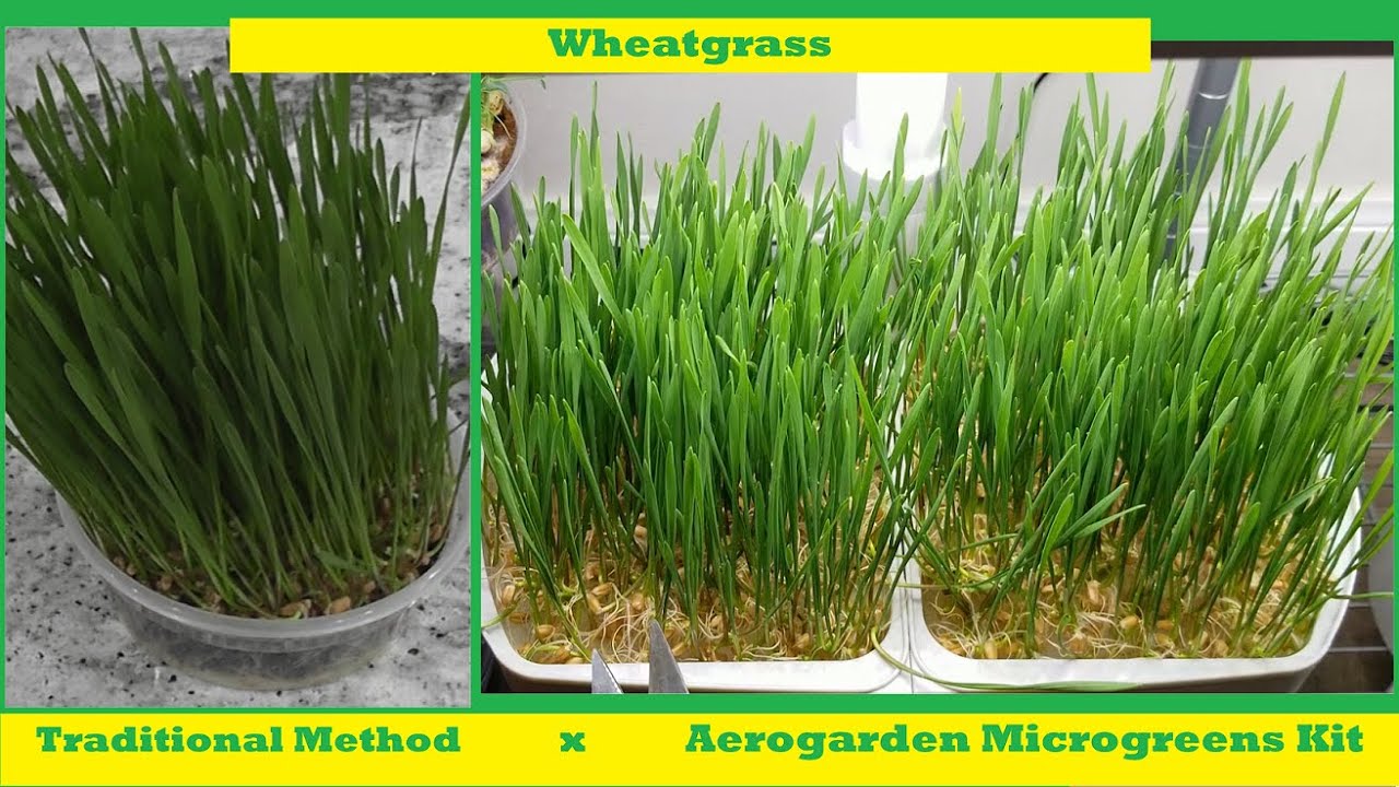 Grow Wheatgrass in Aerogarden Microgreens Kit vs. Soil method - YouTube