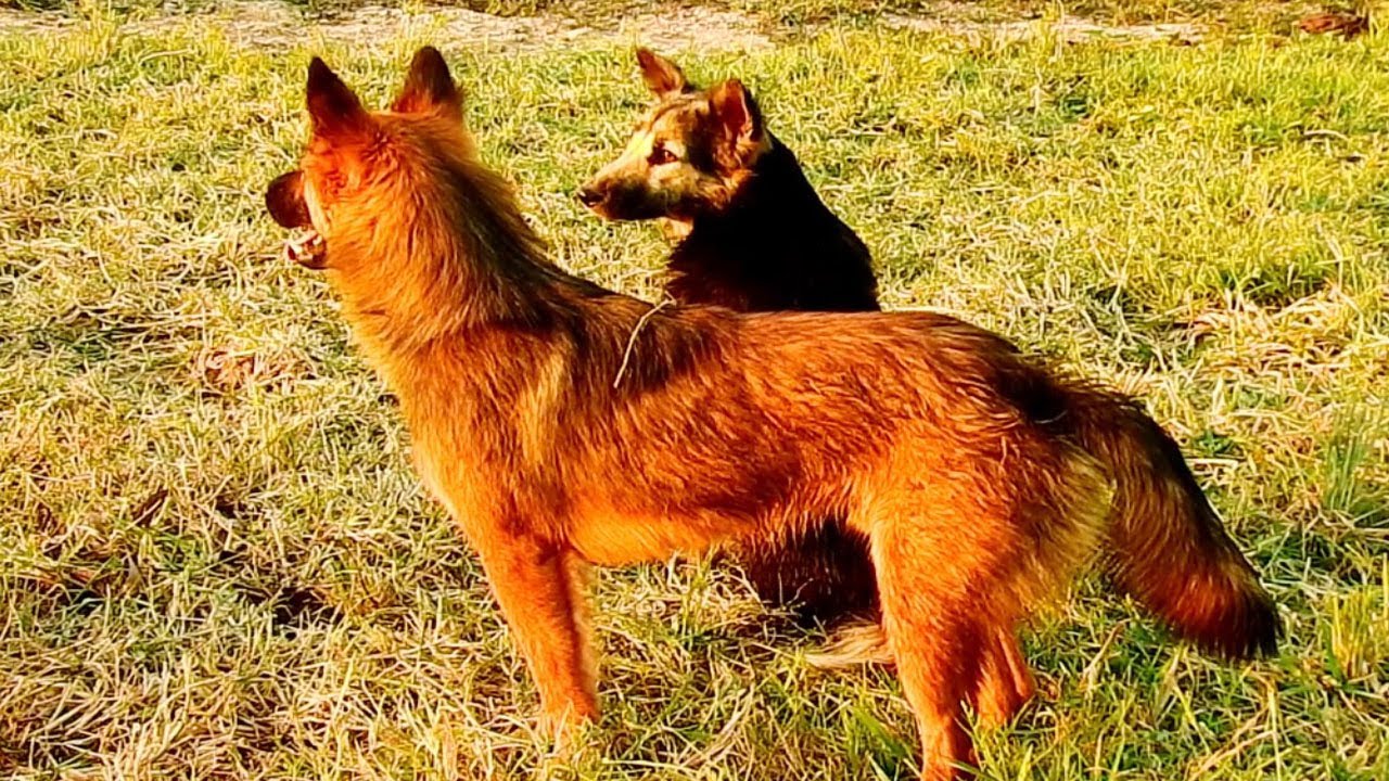 What are you looking for cute dog love very much smart dog - YouTube