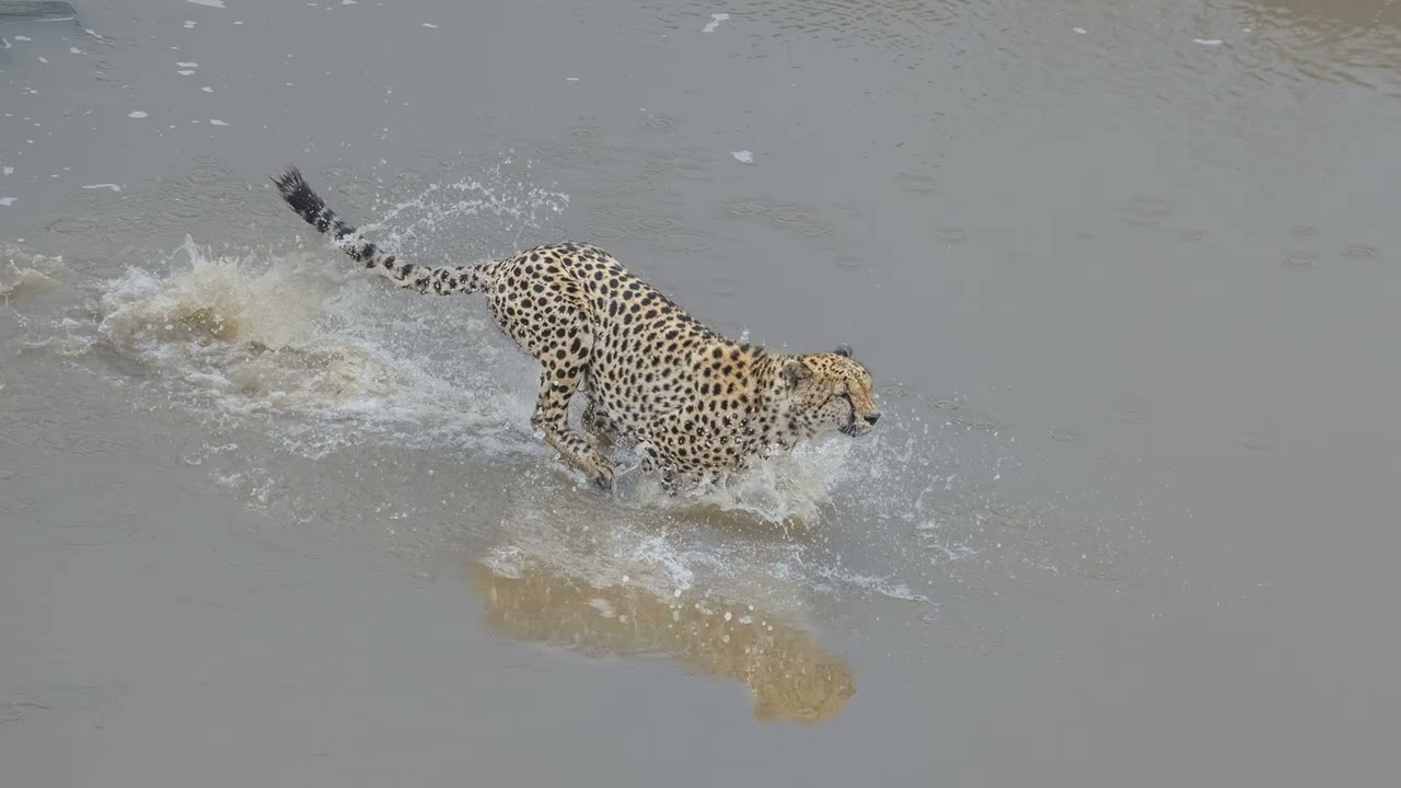 Use Heipi HPS-21 takes video/photos of cheetahs crossing river - YouTube