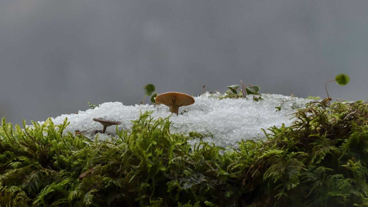 Snow Melt Time Lapse HD - YouTube