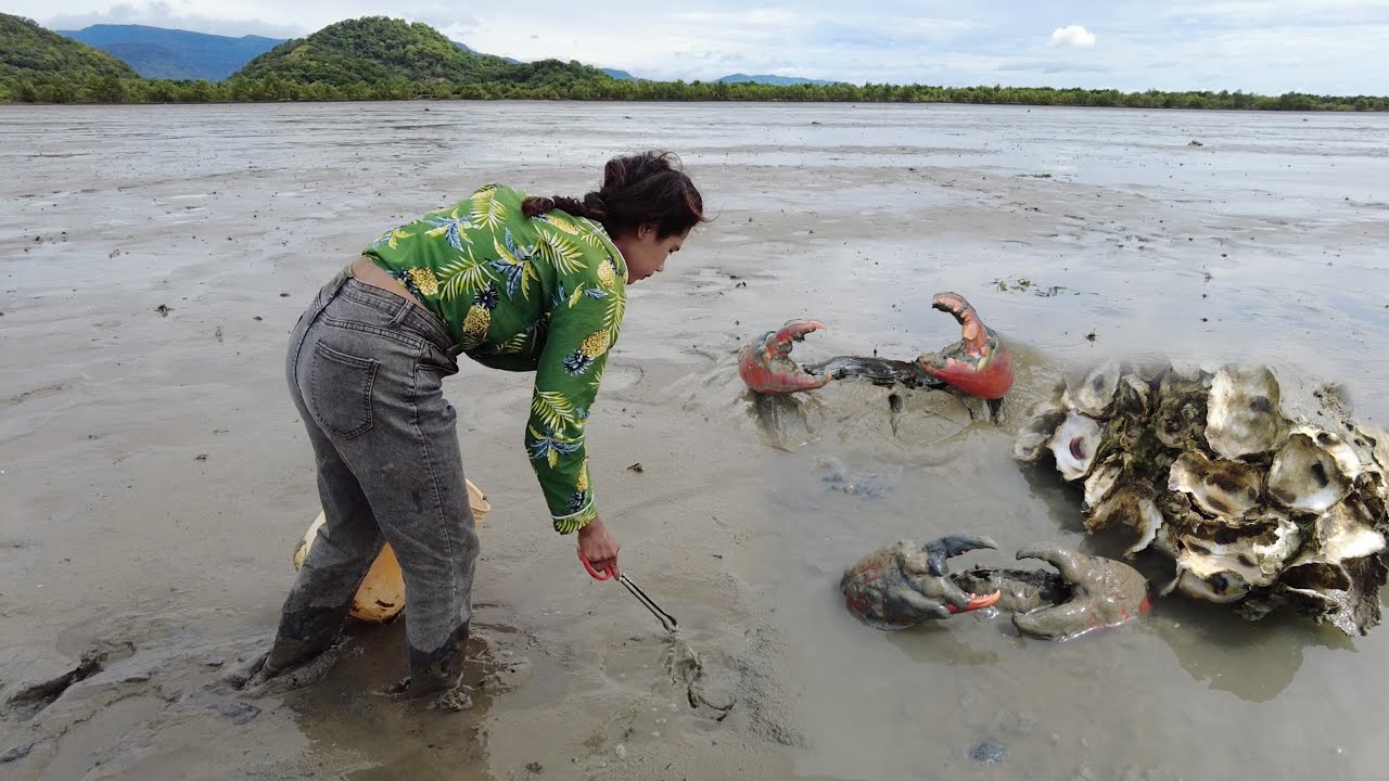 Catching A Lot Of Mud Crabs In Mud Beach after Water Low Tide - YouTube