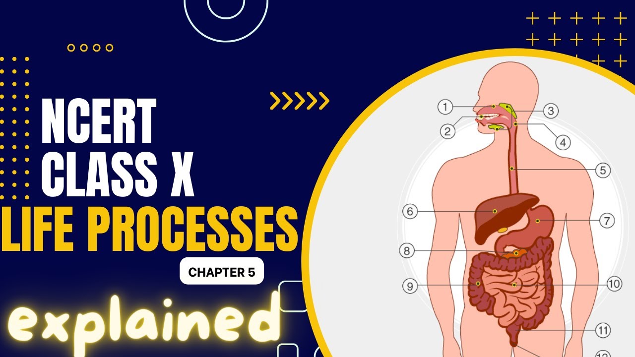 NCERT CLASS X BIOLOGY CHAPTER 5 LIFE PROCESSES BRIEF EXPLANATION - YouTube