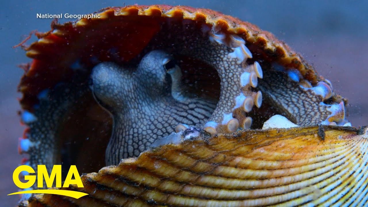 Preview of National Geographic’s show ‘Secrets of the Octopus’ - YouTube