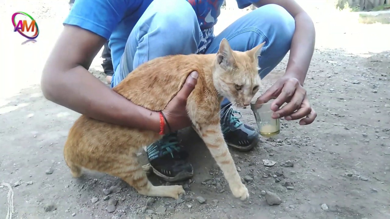 Cute Cat playing masti || am music world - YouTube