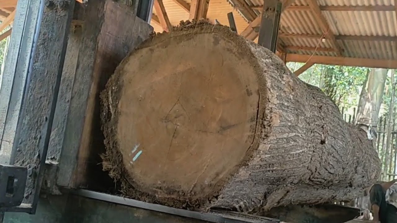 the discovery of the expensive old teak wood at the sawmills - YouTube