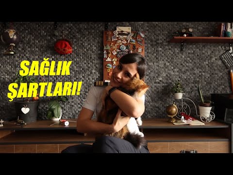 pilot olmak | sağlık şartları | kimler pilot olabilir |