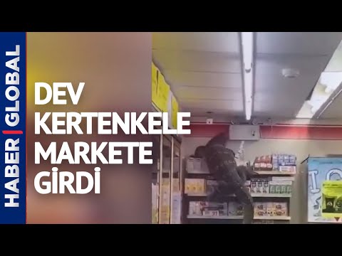 Dev Kertenkele Markete Girdi! O Anlar Kamerada