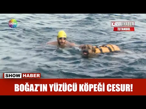 Boğaz'ın yüzücü köpeği Cesur!