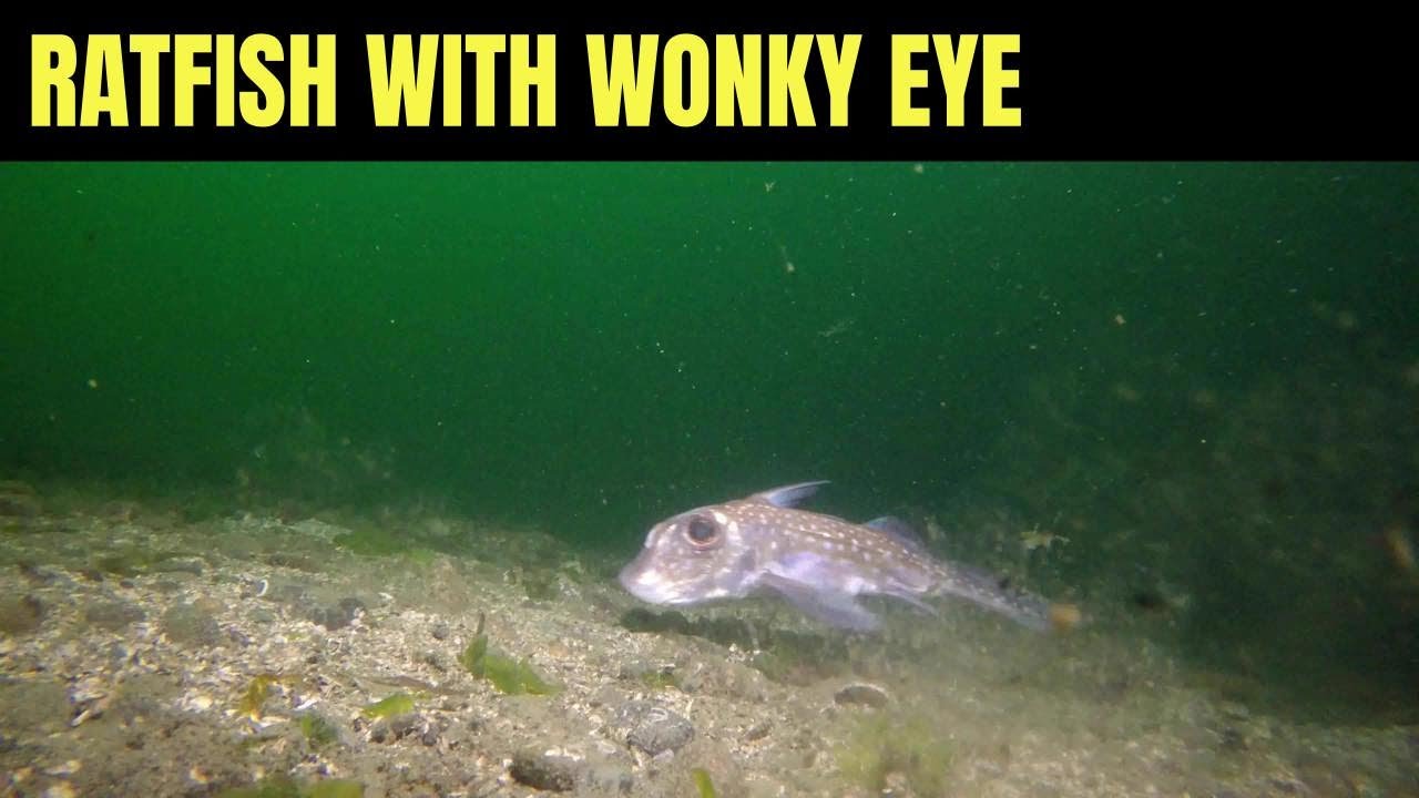 Ratfish With Wonky Eye | Salish Sea Marine Wildlife - YouTube