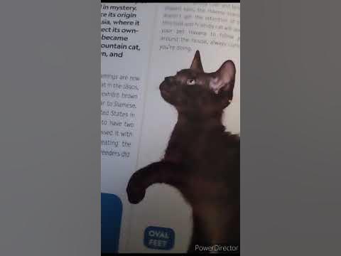I'm Reading My National Geographic Kids Cat Breed Guide Part 40. - YouTube
