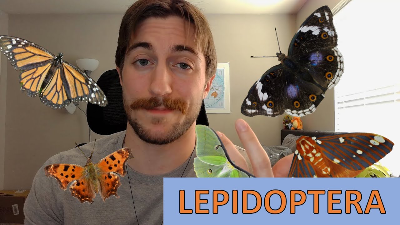 Lepidoptera: The Butterflies and Moths - Order Spotlight - YouTube