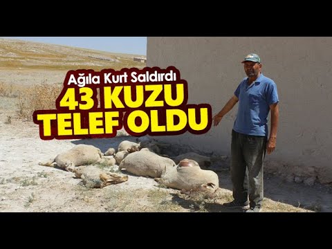 Konya'da kurt saldırısı sonucu 43 kuzu telef oldu