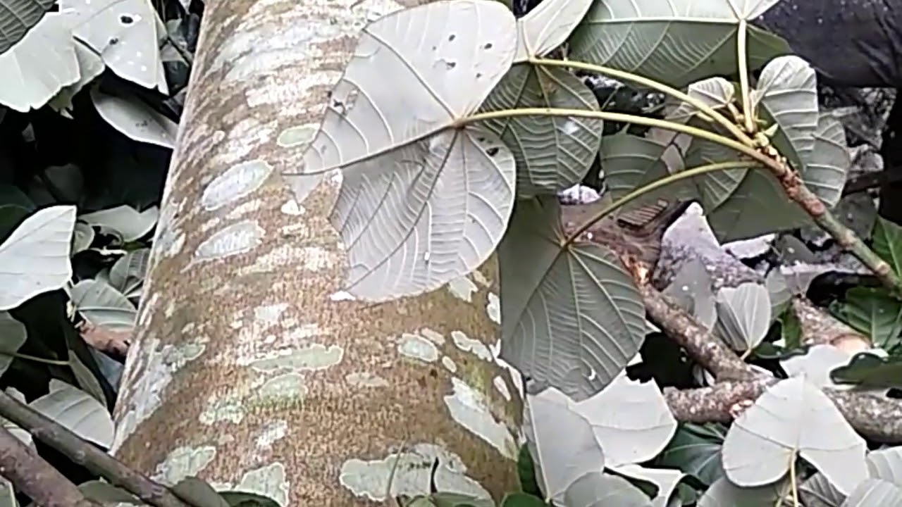 MOTONG KAYU BALSA SATU POHON SEHARGA 4 JUTA - YouTube