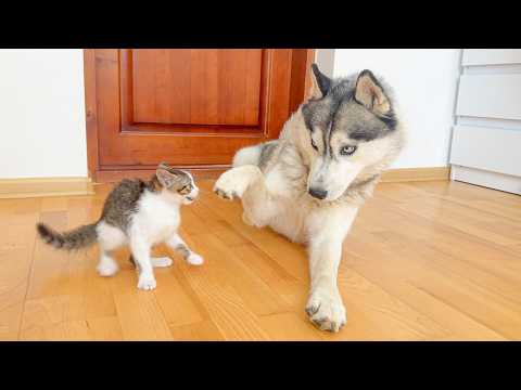 Giant Husky Tries to Calm a Tiny Kitten – Hilarious Reaction!