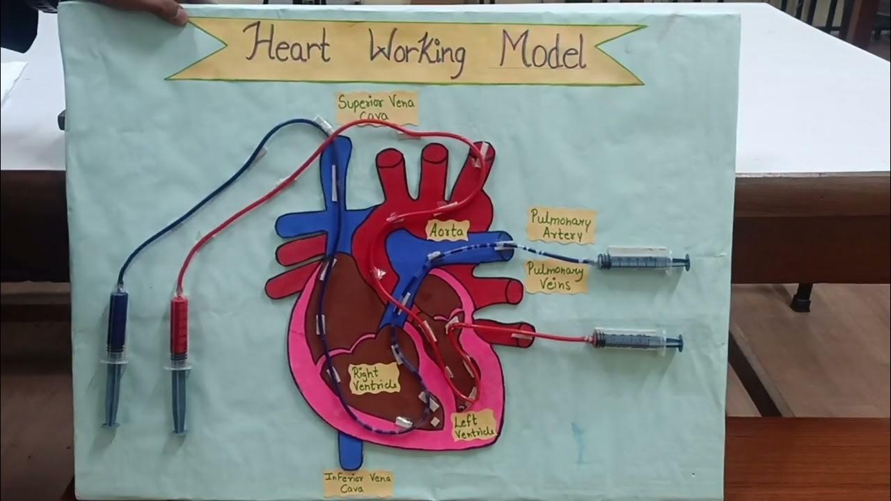 Heart #biology #science #practical #experiment #project #practice - YouTube