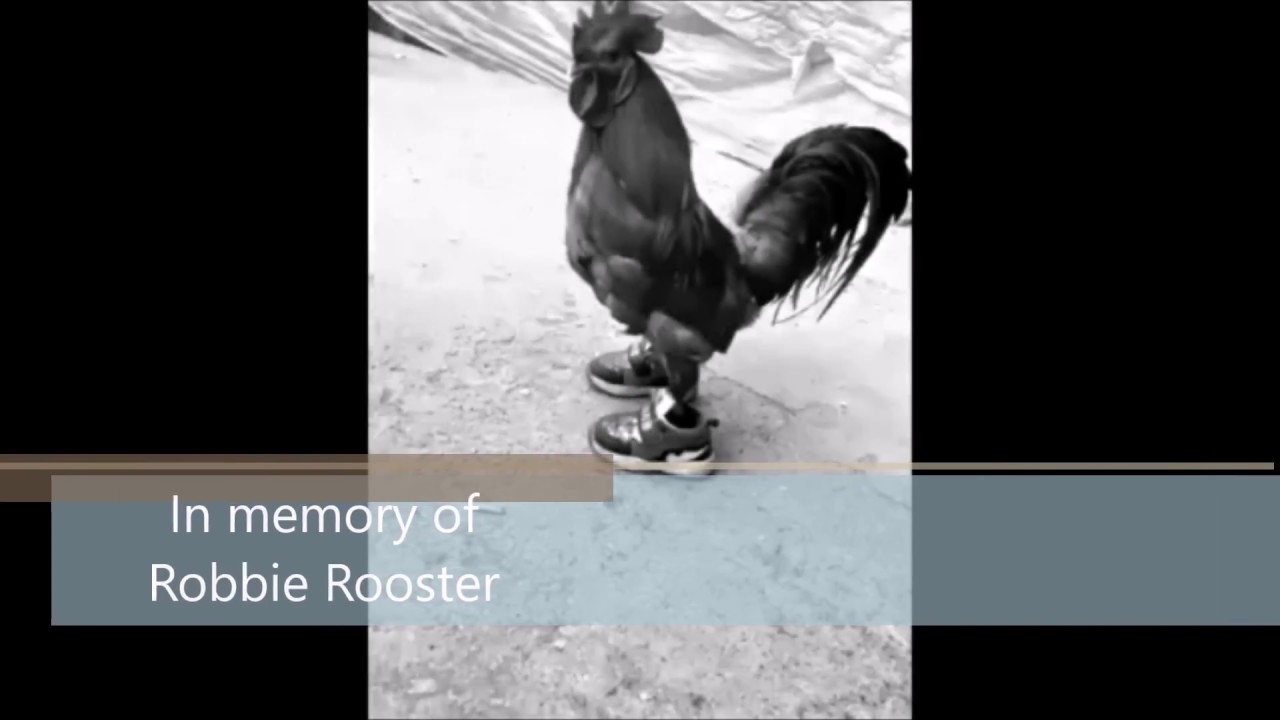 Robbie Rooster - YouTube