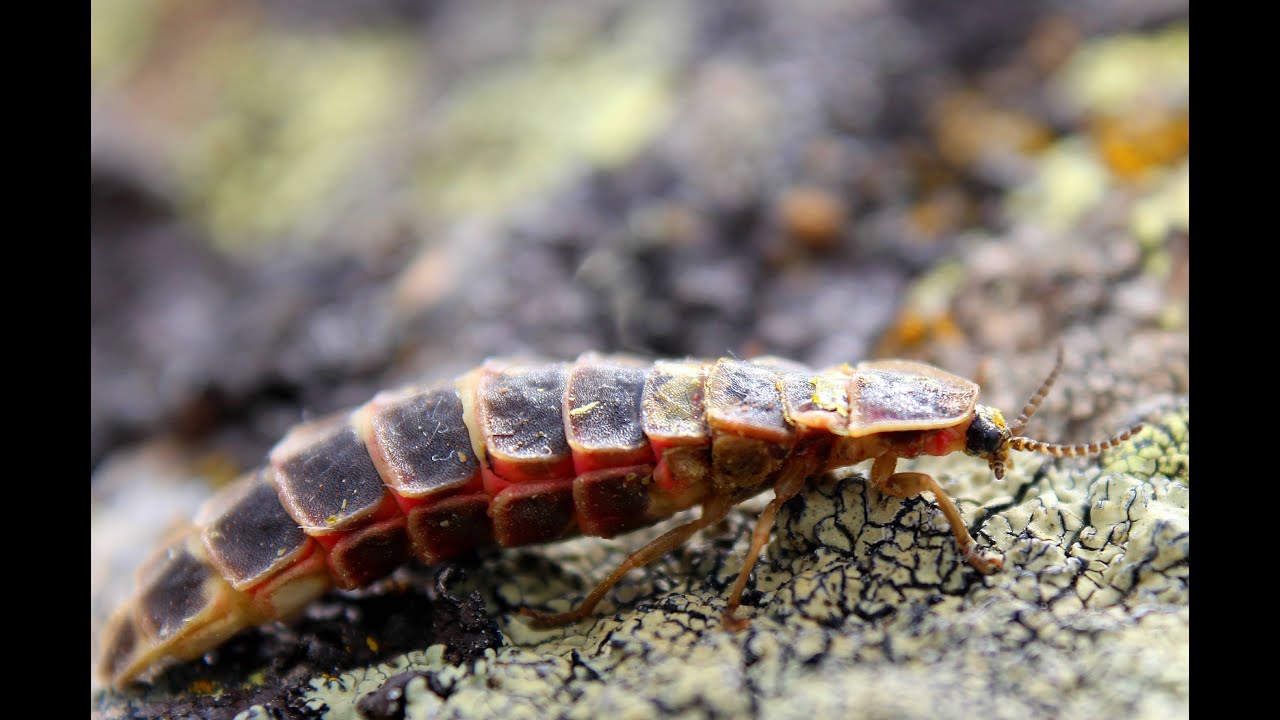Larva de luciérnaga común europea (Lampyris noctiluca). - YouTube