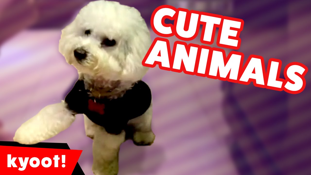 The Funniest Cute Pets & Animals Bloopers of 2016 Caught On Tape Weekly ...