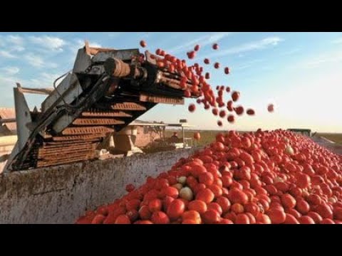 Watch This Tomatoes Harvesting Machine Doing Incredible Modern Tomato ...