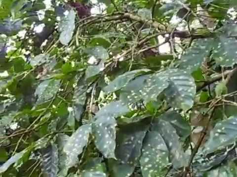 Sabas rojas Ojo de gallo 2 - YouTube