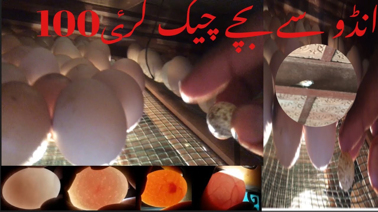 Egg candling from day1 to21 / Super Simple Way to Candling Eggs Using a Mobile Phone - YouTube