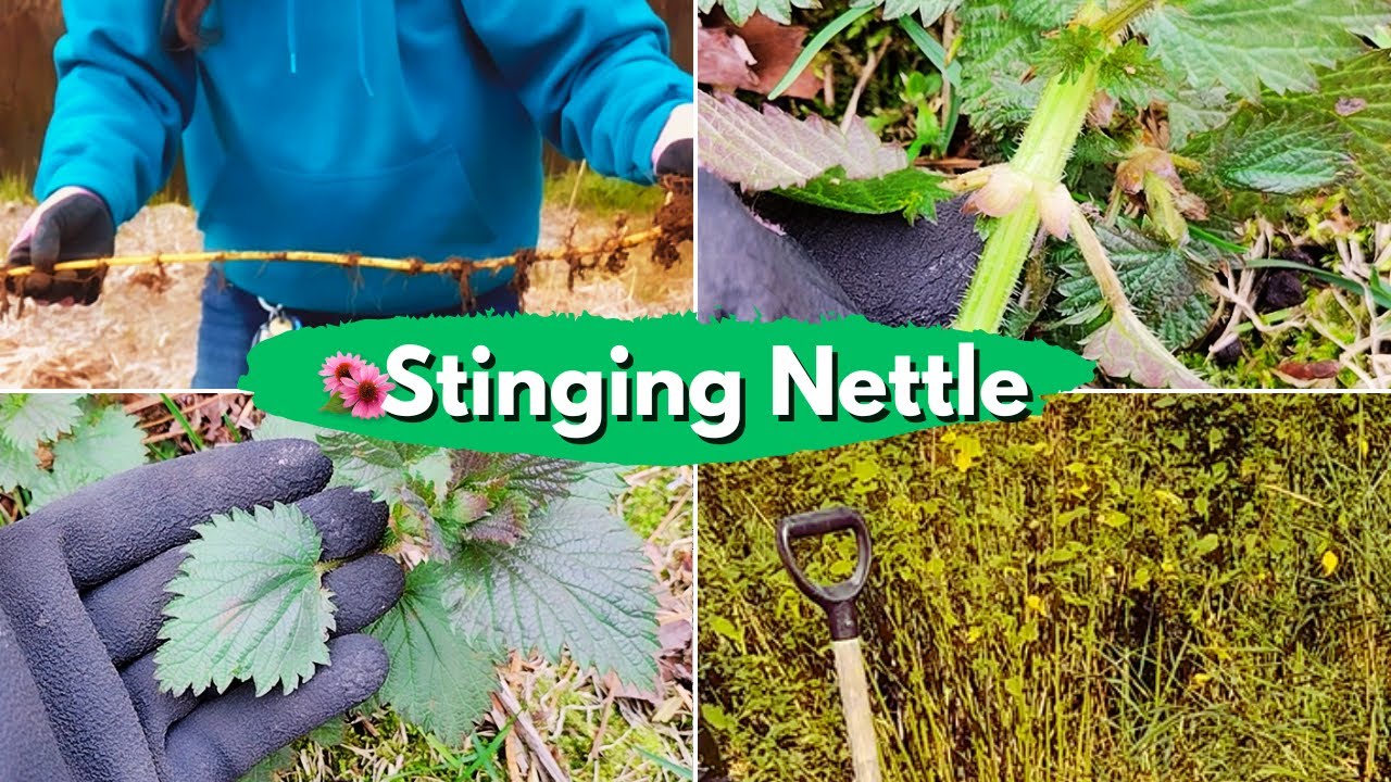 Stinging Nettle - The weed that bites back, and why we love it anyway ...