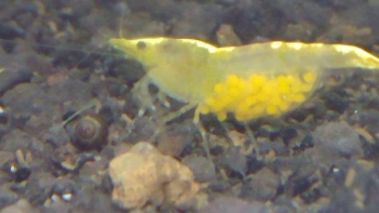 Pregnant Yellow golden back shrimp berrying - YouTube