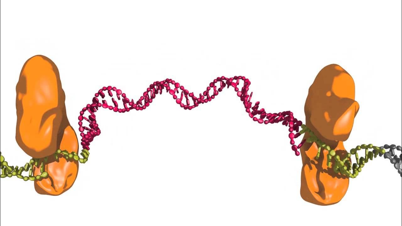 DNA cut-and-paste transposition - YouTube