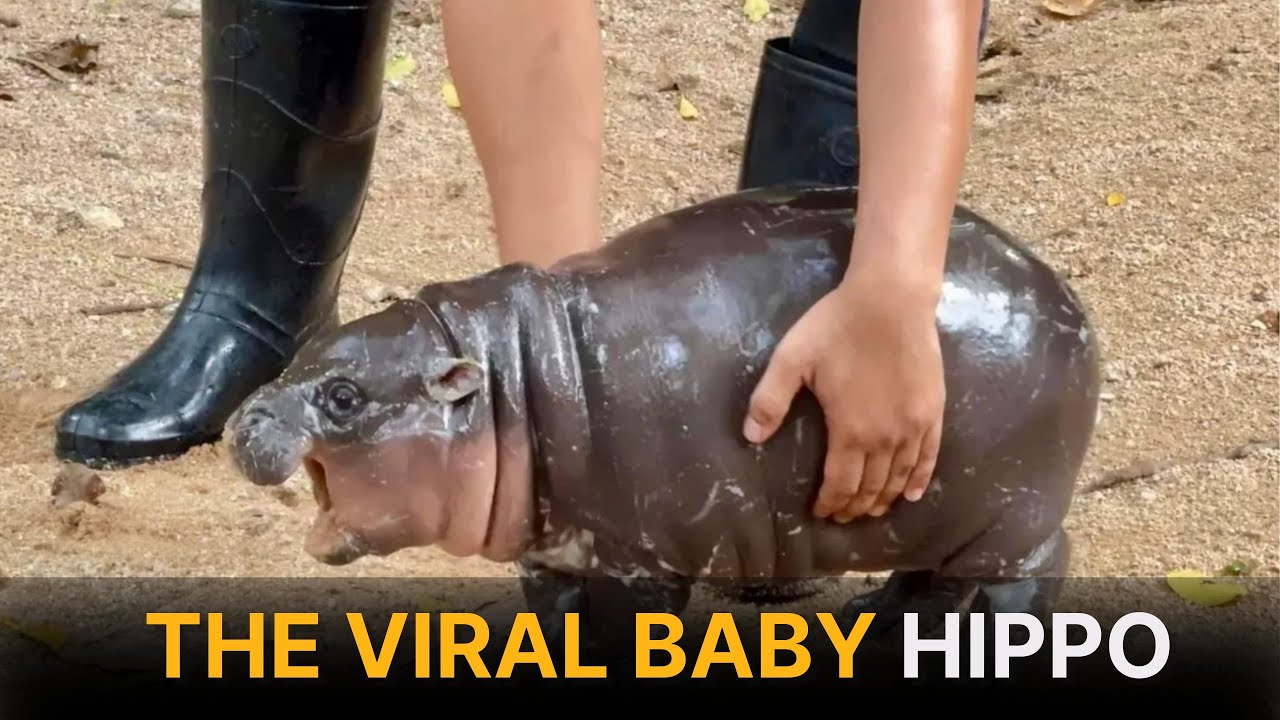 Moo Deng: The Viral Baby Hippo Taking Thailand by Storm - YouTube