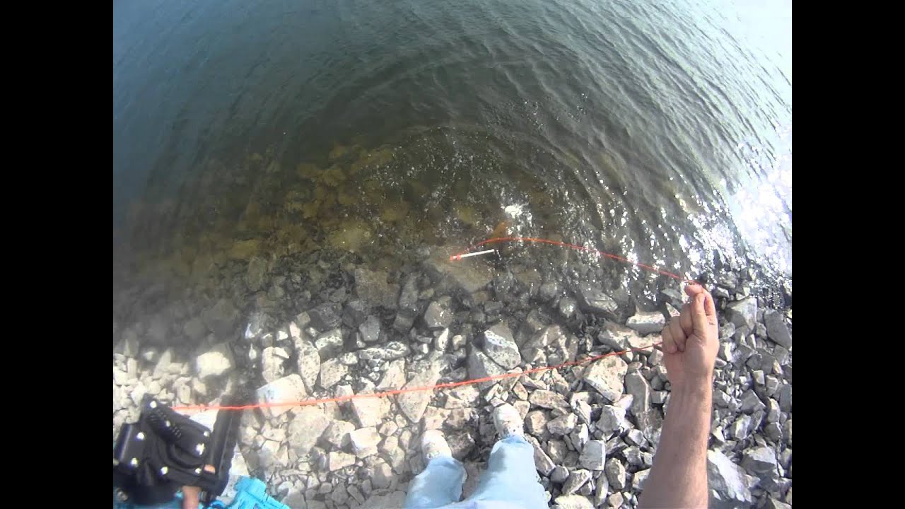 Carp Shooting - YouTube