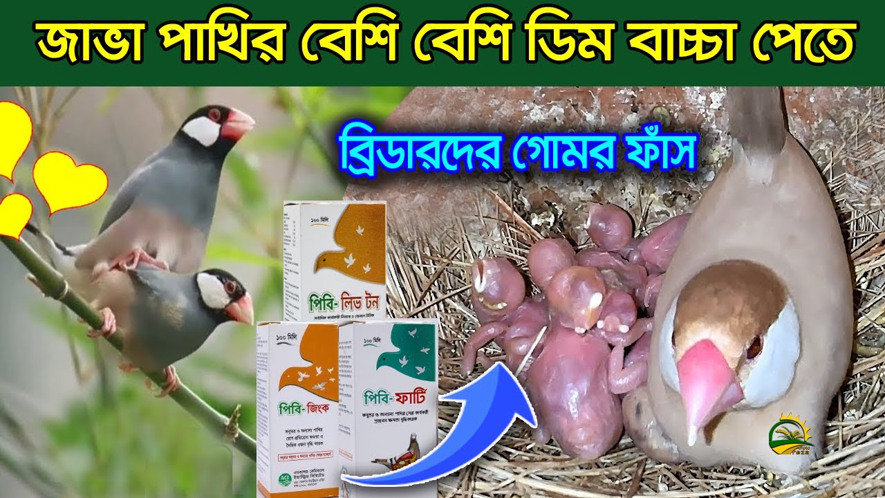 জাভা পাখির ব্রিডিং কোর্স জাভা পাখি পালন পদ্ধতি। Java Sparrow Care and Breeding । Java Pakhi ...