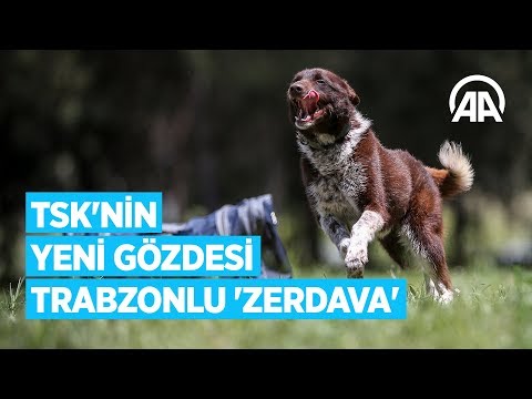 TSK'nin yeni gözdesi Trabzonlu 'Zerdava'