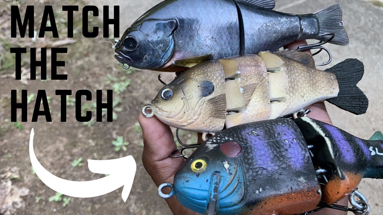The best way to fish BLUEGILL BEDS for BASS!! - YouTube