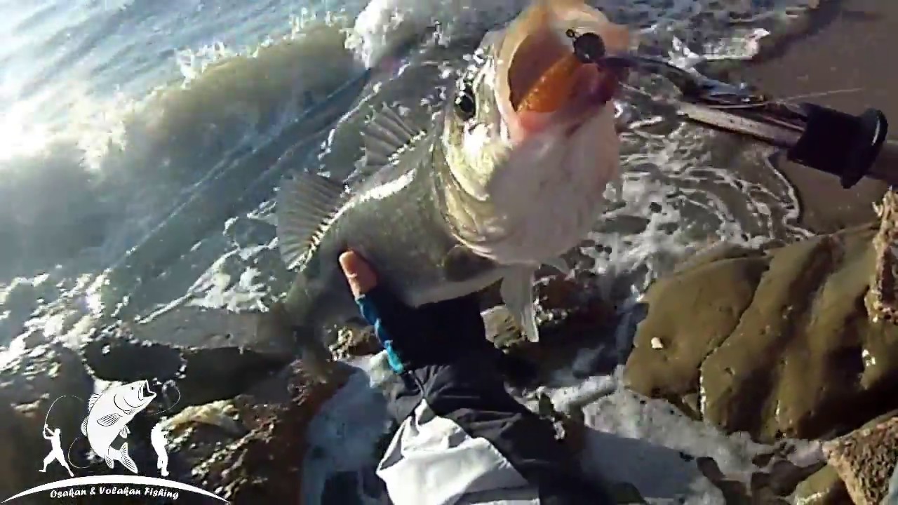 Levrek Avı 39 - SeaBass Spinning Fishing - YouTube