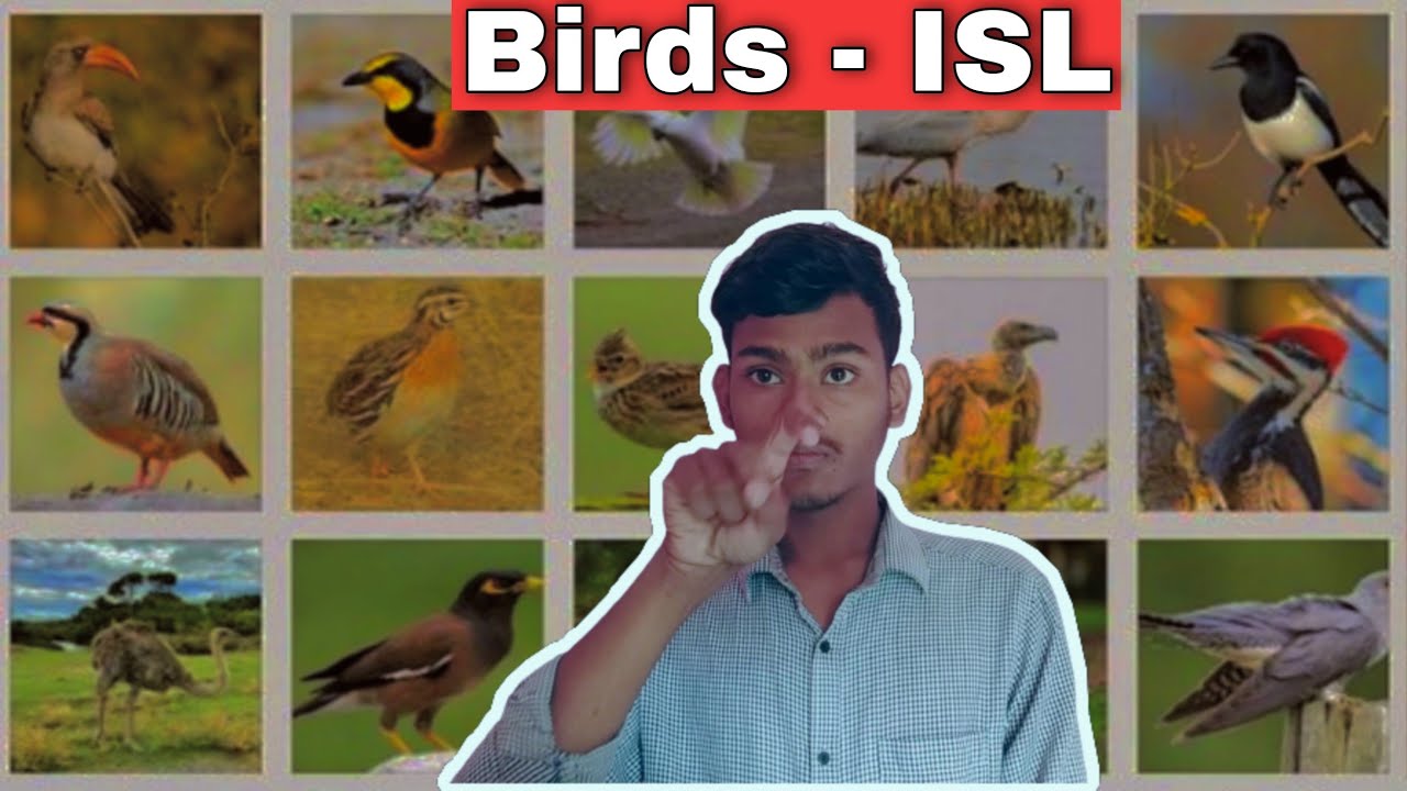 Birds - Indian Sign Language with Hands for Deaf - YouTube
