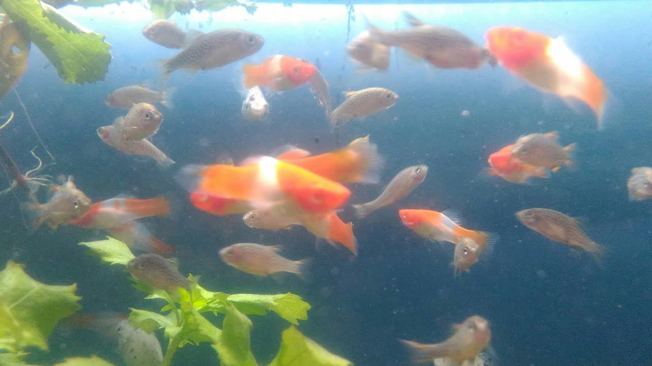IKAN AQUASCAPE: GALAXY RASBORA, GUPPY, NEON, MOLLY, DKK - YouTube
