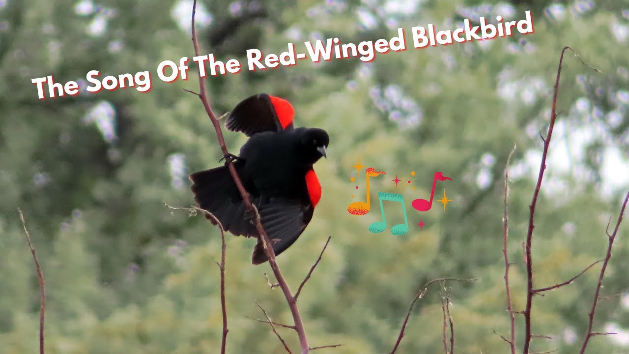 Birdwatching. The Song Of The Red-Winged Blackbird. Umatilla National ...