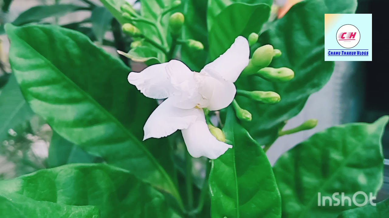 DOUBLE CHANDNI PLANT || FLOWER - YouTube