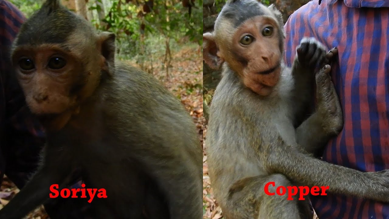 Amazing baby monkeys Copper and Soriya give me love and trust - YouTube