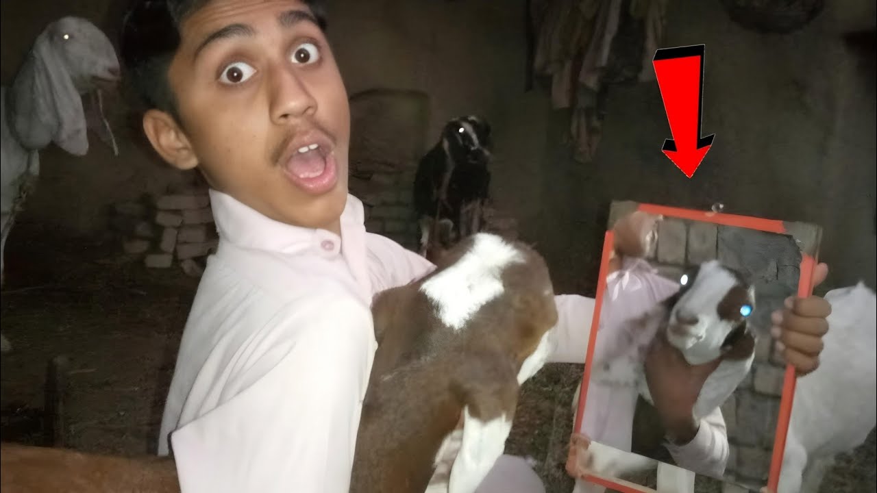 Mirror infront of Goats | how will Goat react? - YouTube