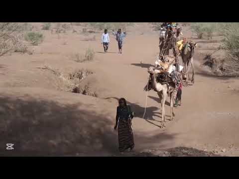 Qafar rasih ginoy meqe