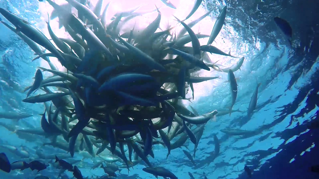 Massive Schools of Pelagic fish - YouTube