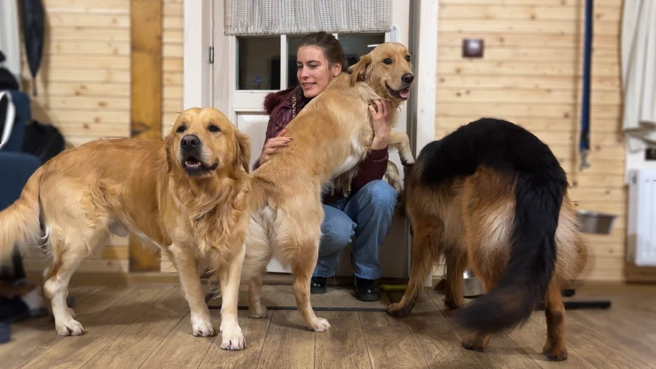 How My Dogs Greet Me When I Get Home - YouTube