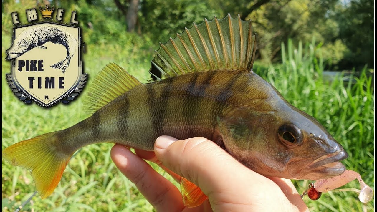 Łowienie OKONI na spinning z rzeki | Jazgarz #REALISTICSHAD - YouTube